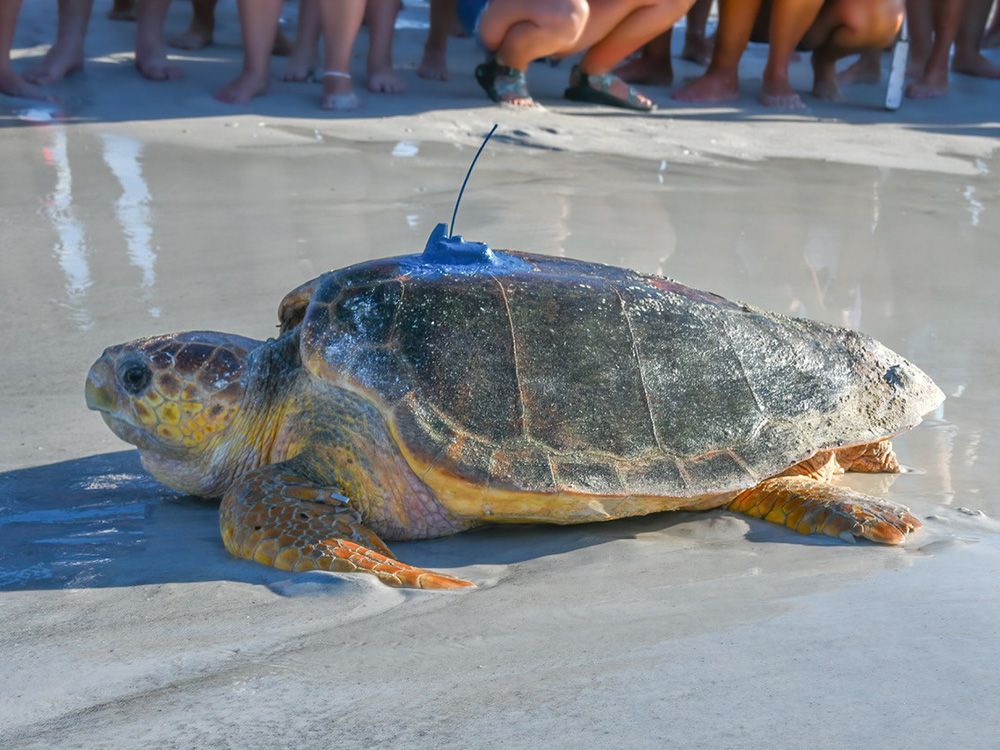 Suzi - Sea Turtle Conservancy