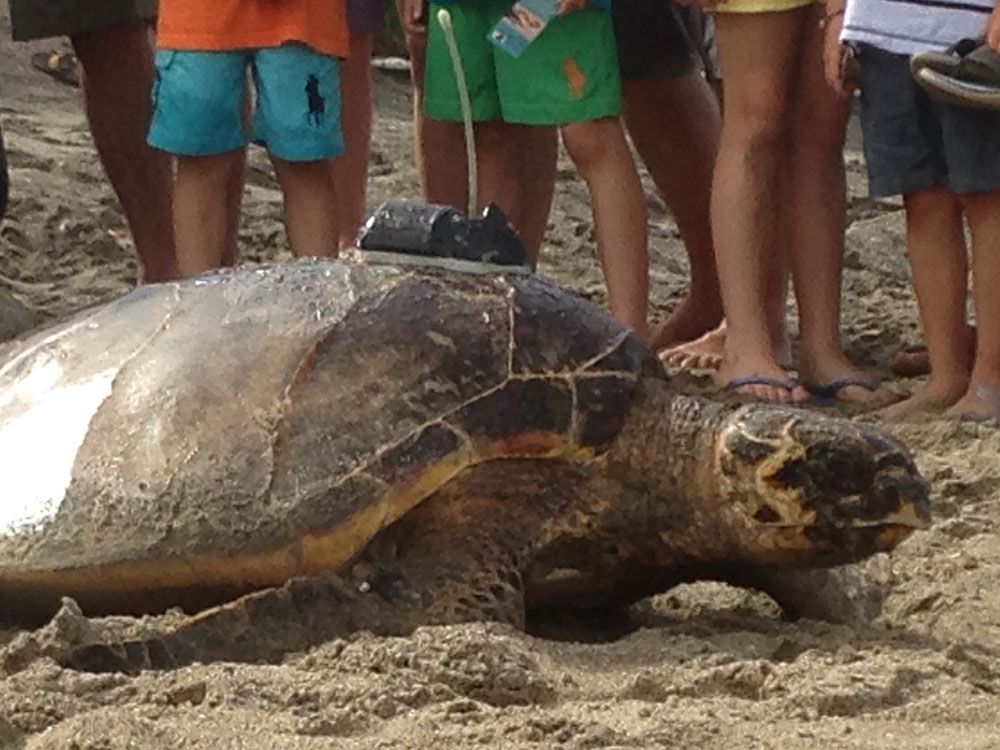 Luna - Sea Turtle Conservancy