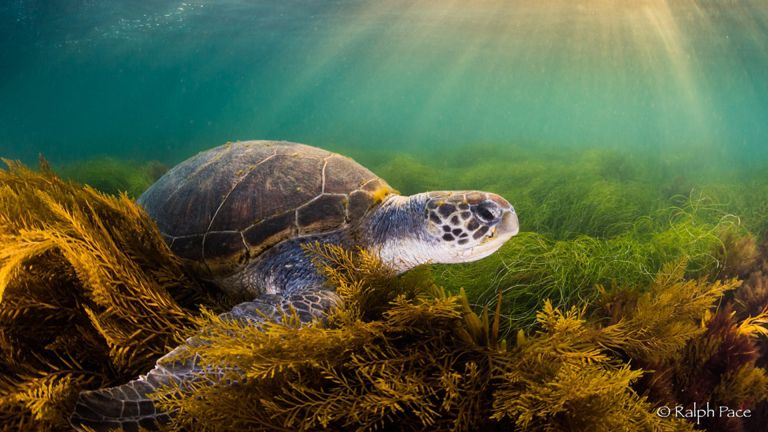 Molly - Sea Turtle Conservancy