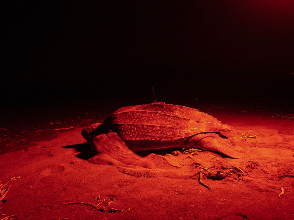 Big Blue - Sea Turtle Conservancy