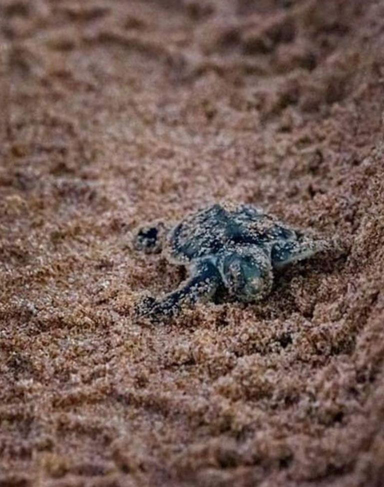 Beach Activities - Sea Turtle Conservancy