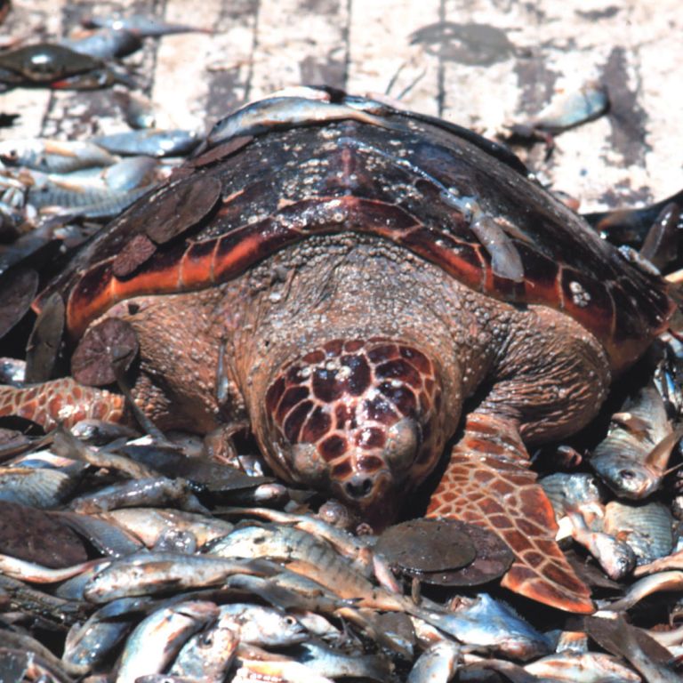 Coastal Armoring - Sea Turtle Conservancy