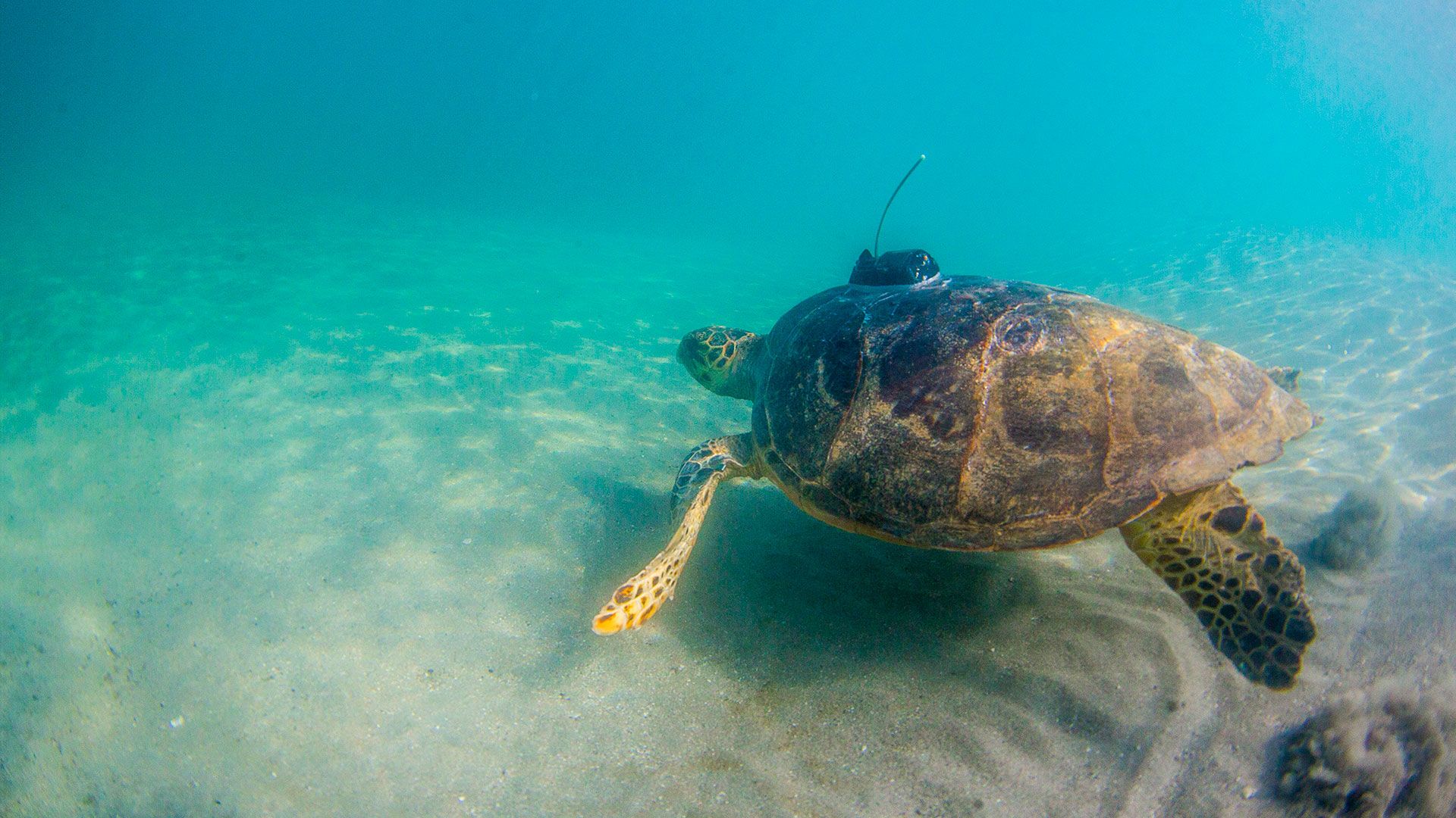 Sea Turtle Conservancy