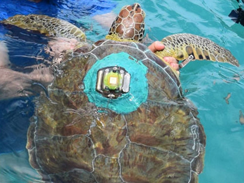 Sheldon - Sea Turtle Conservancy