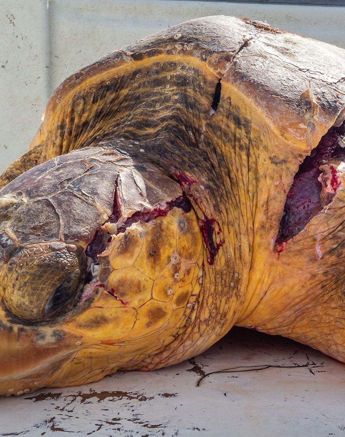 Boat Strikes - Sea Turtle Conservancy